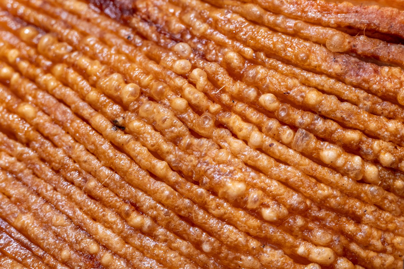 Crazy crispy traditional Norwegian "Ribbe" pork belly - SY Selkie